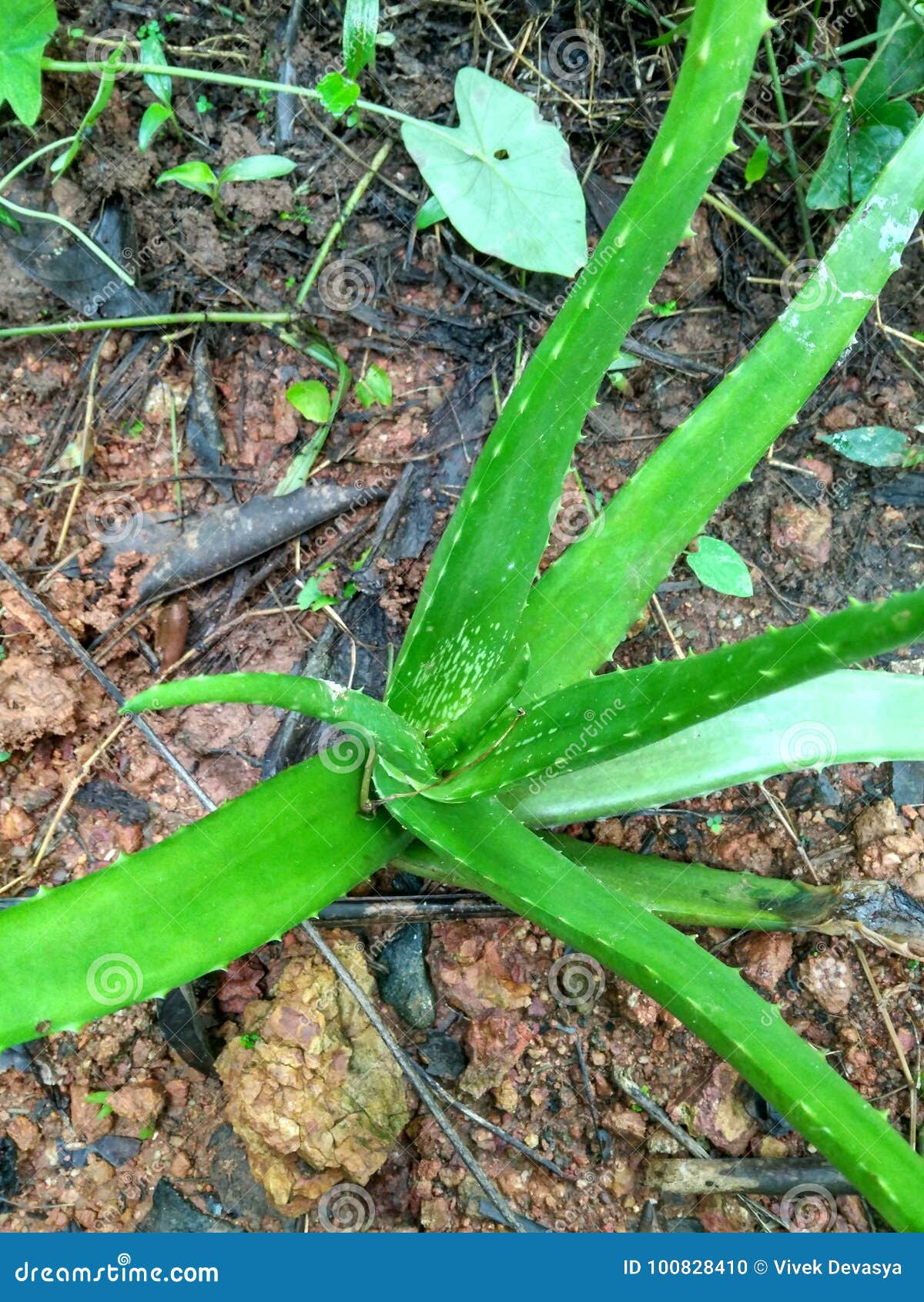 Alovera stock photo. Image of wallpaper, kerala, alovera - 100828410