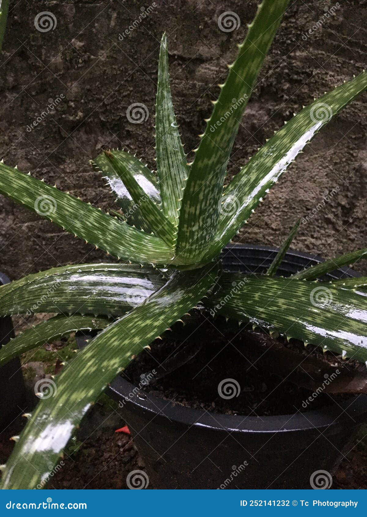 Alovera stock photo. Image of green, produce, jungle - 252141232