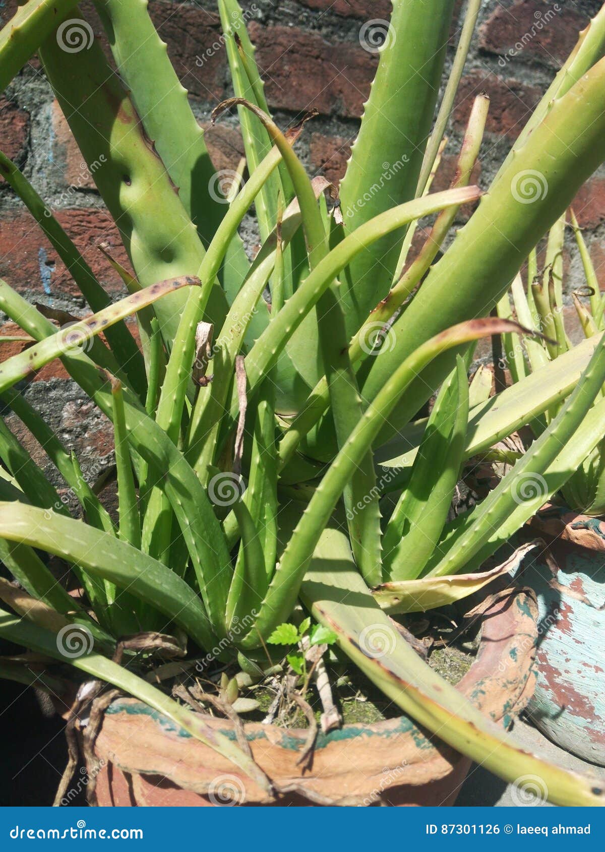 Alovera natural stock photo. Image of ahmad, laeeq, india - 87301126