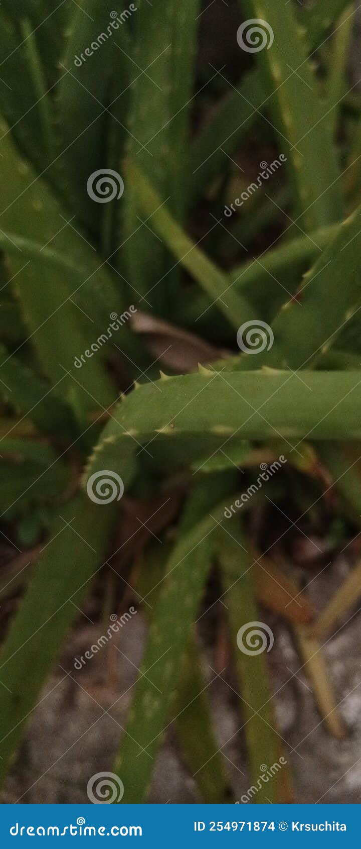 Alovera plant closeup stock photo. Image of insect, tree - 254971874
