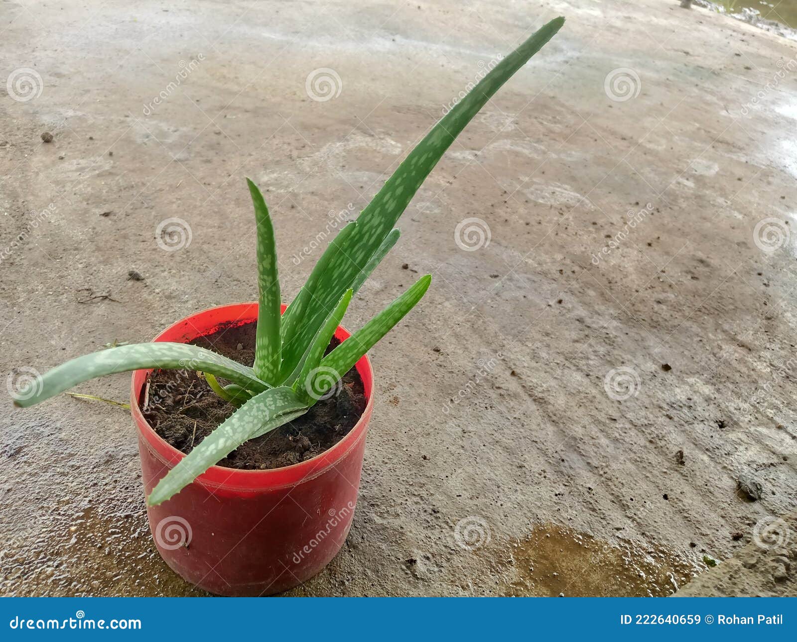 Alovera plant in red pot stock image. Image of plastic - 222640659