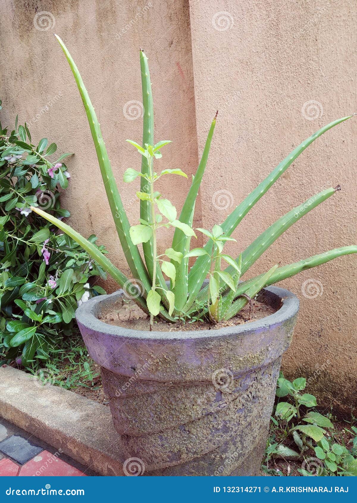 ALOVERA stock image. Image of herbal, plant, green, nature - 132314271