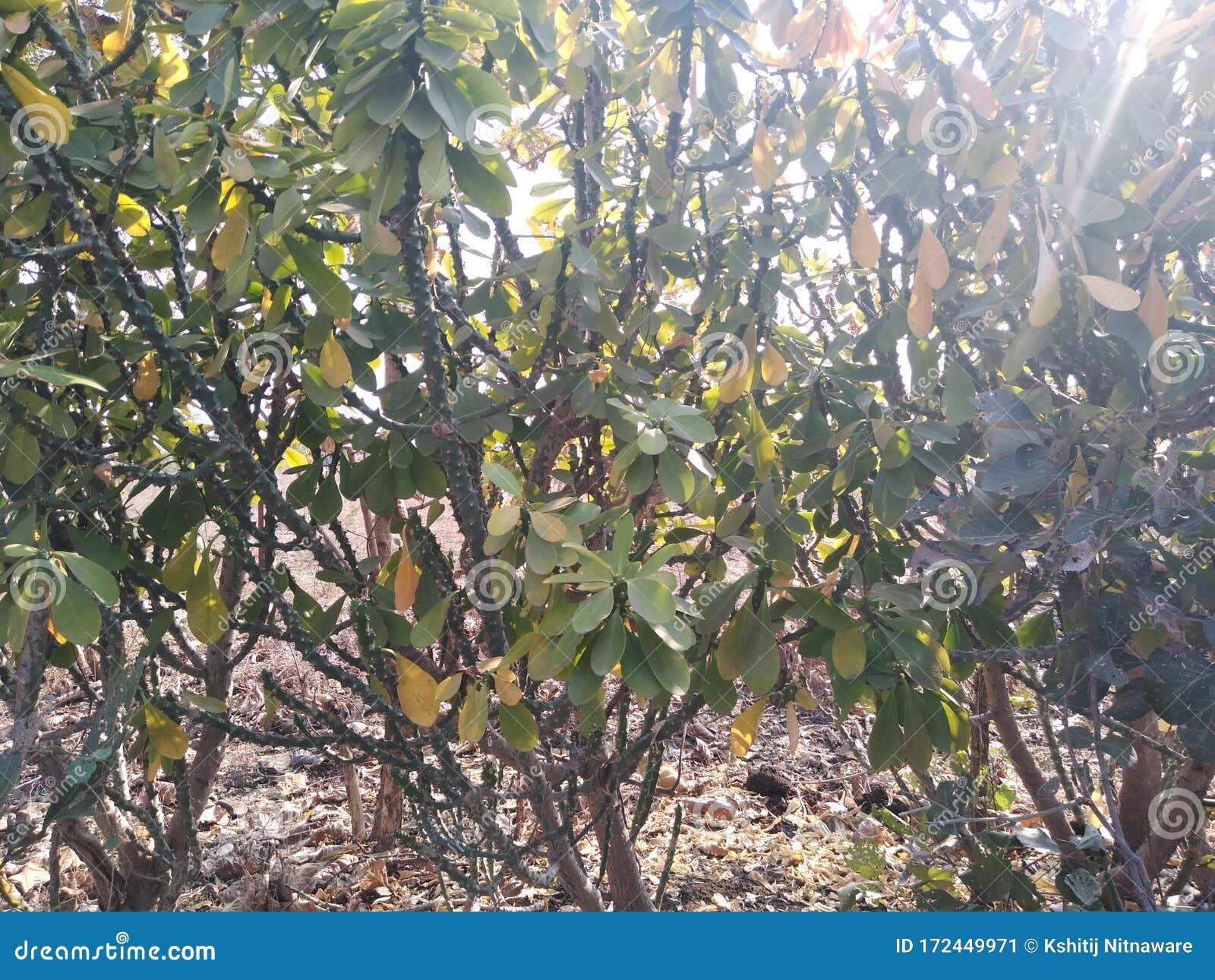 Alovera Tree at My Farm Cactus India Stock Image - Image of farm, tree ...