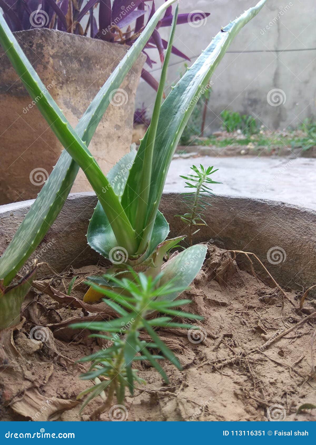 Alovera stock image. Image of alovera, medicine, medicinal - 113116351