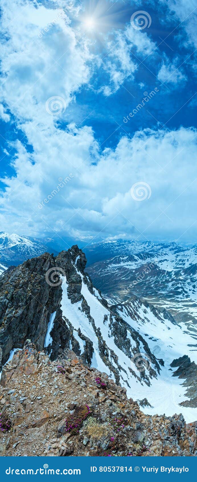 Alp Flowers Over Mountain Precipice Stock Photo - Image of cliff, alps ...