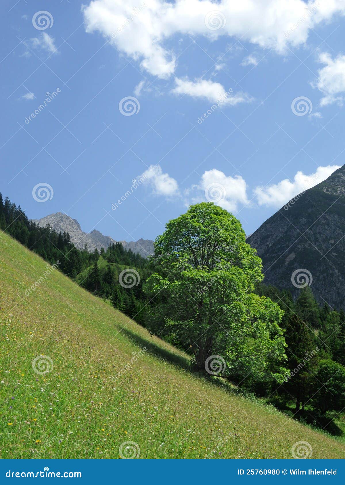 Alp with tree stock photo. Image of alps, fresh, deciduous - 25760980