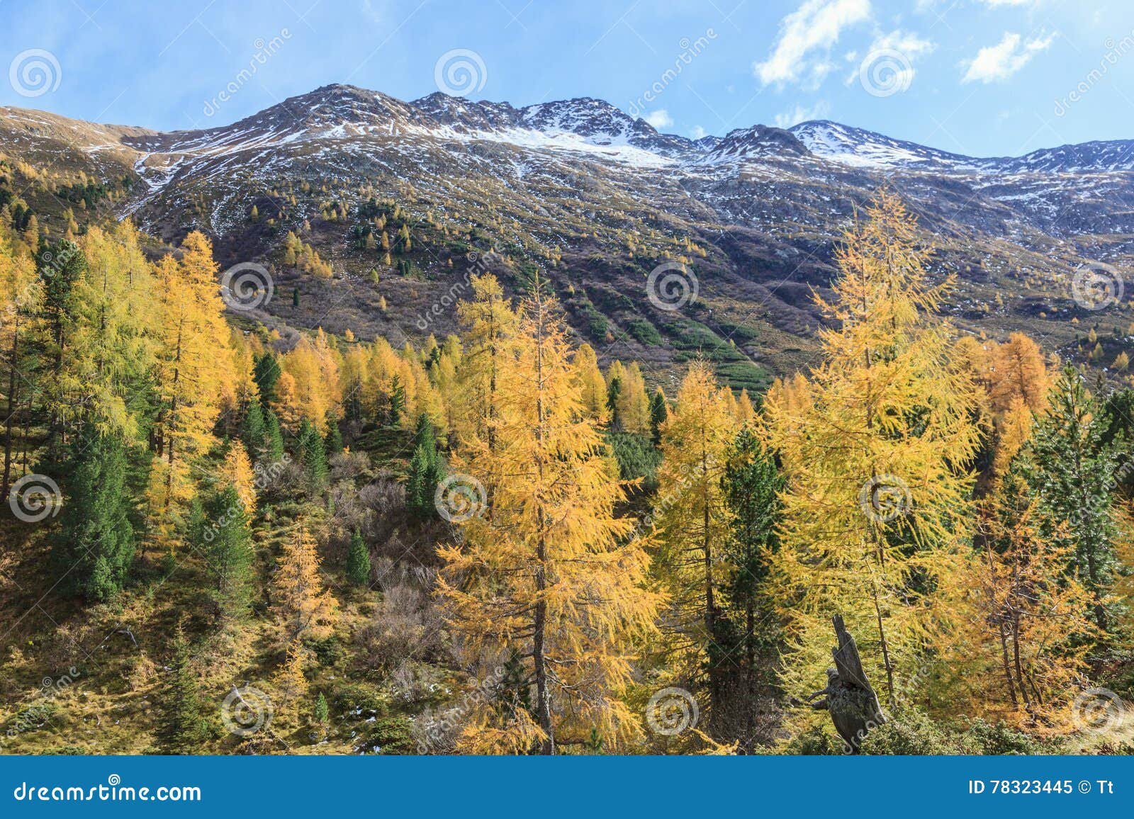 Alp view stock image. Image of mountain, spruce, landscape - 78323445