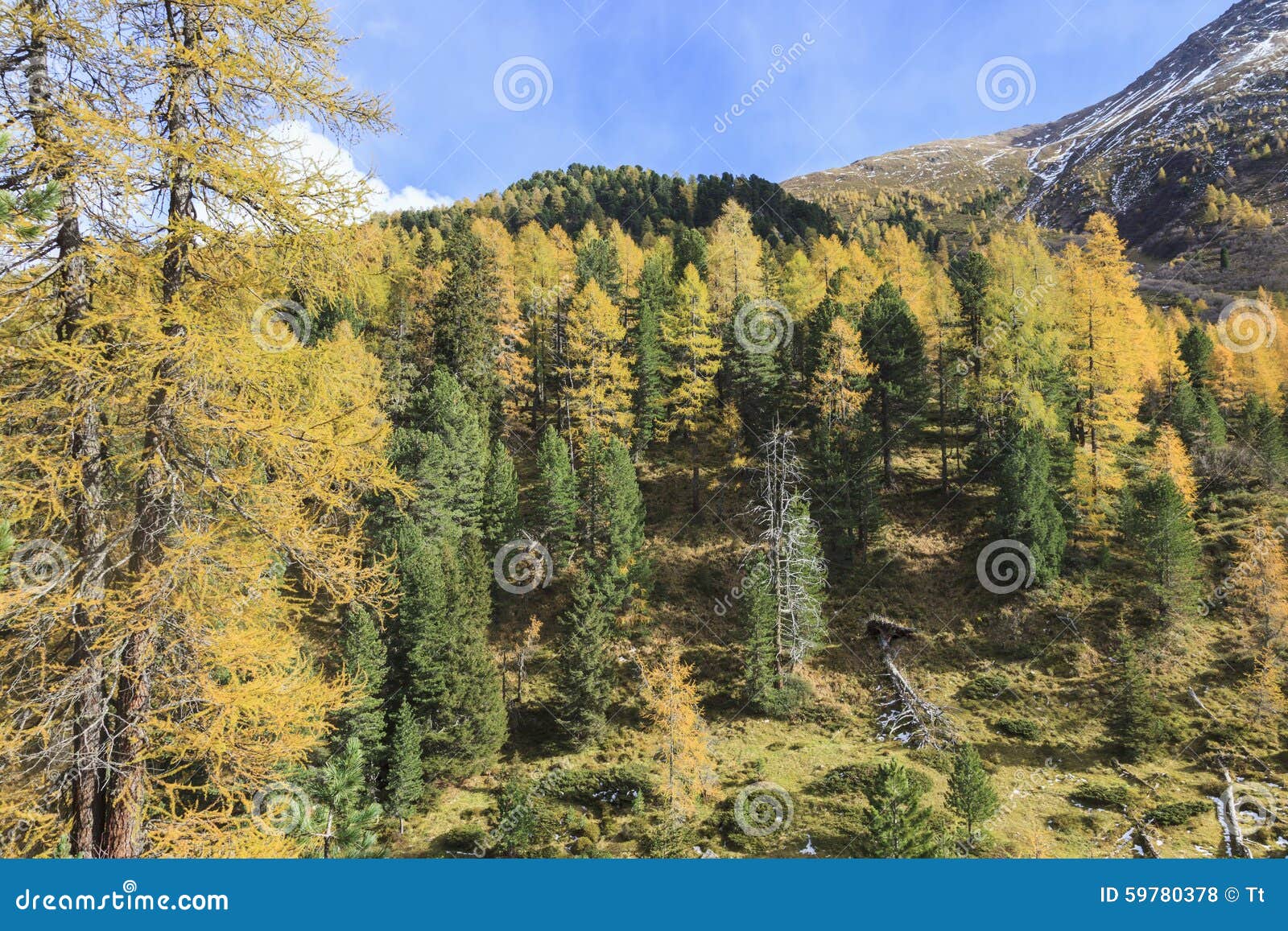 Alp woods stock photo. Image of rolling, osttirol, scenic - 59780378