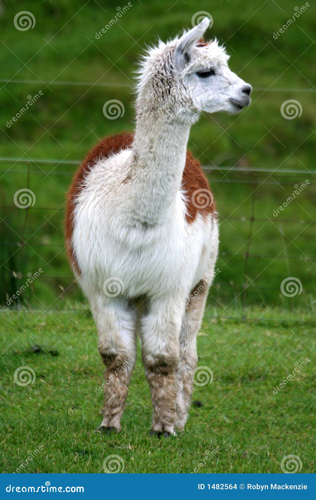 Alpaca stock photo. Image of spun, cultivation, face, meadow - 1482564