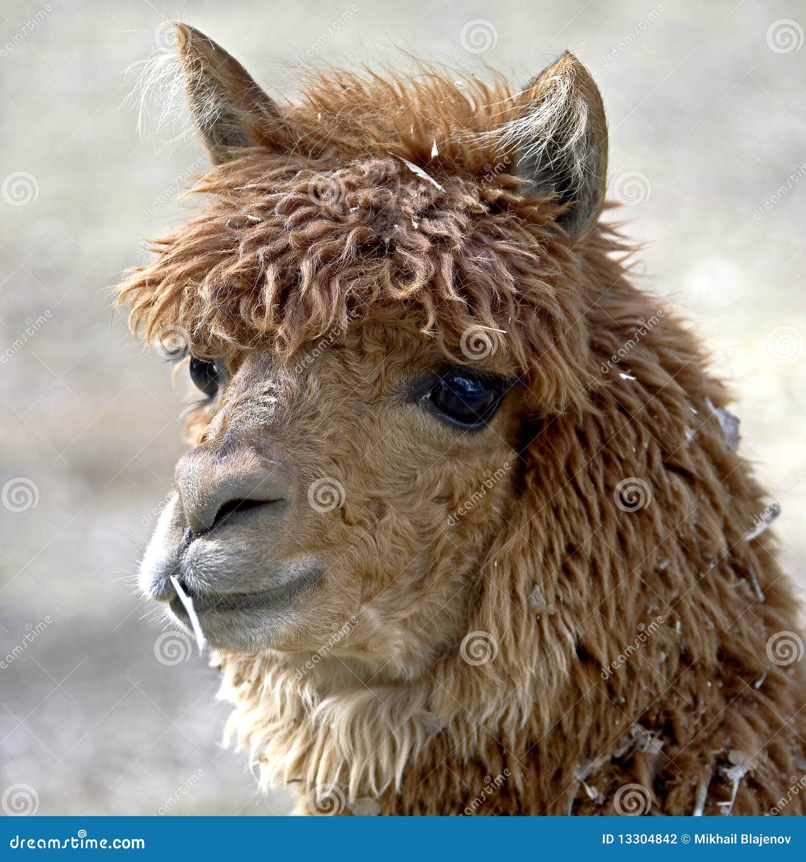 Alpaca 2 stock photo. Image of animal, hoof, mountain - 13304842