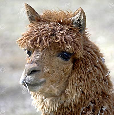 Alpaca 2 stock photo. Image of animal, hoof, mountain - 13304842