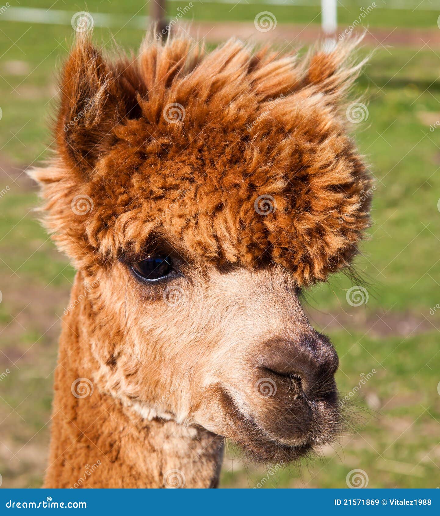 Alpaca stock image. Image of mountain, domestic, look - 21571869