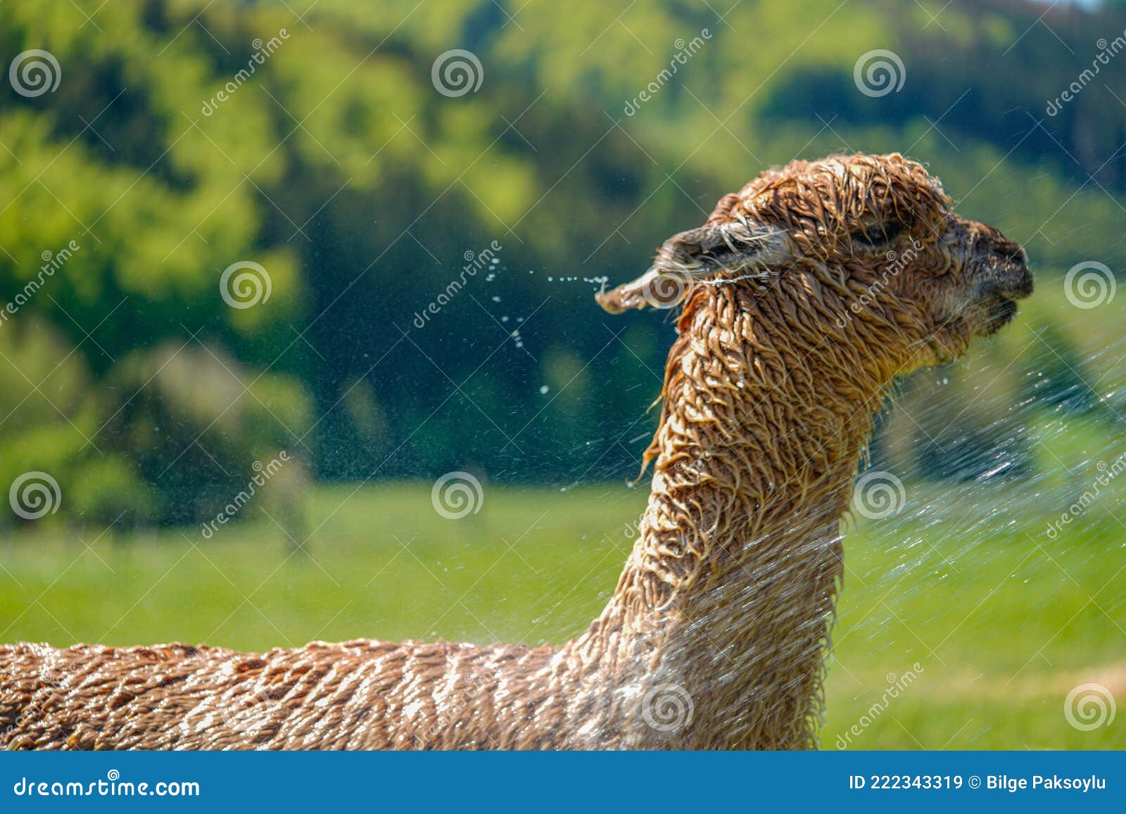 Group of Alpaca, Alpaka, Lama Having Bath Stock Image - Image of ...