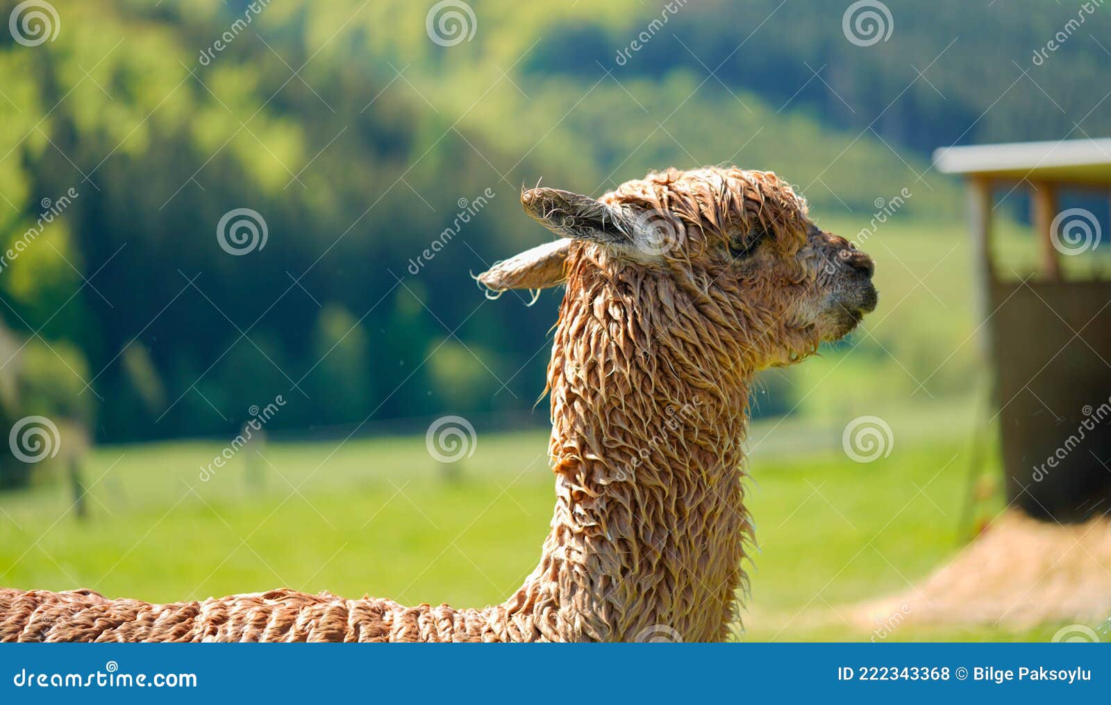 Wet Alpaca, Alpaka, Lama Portrait Stock Photo - Image of snout, camera ...