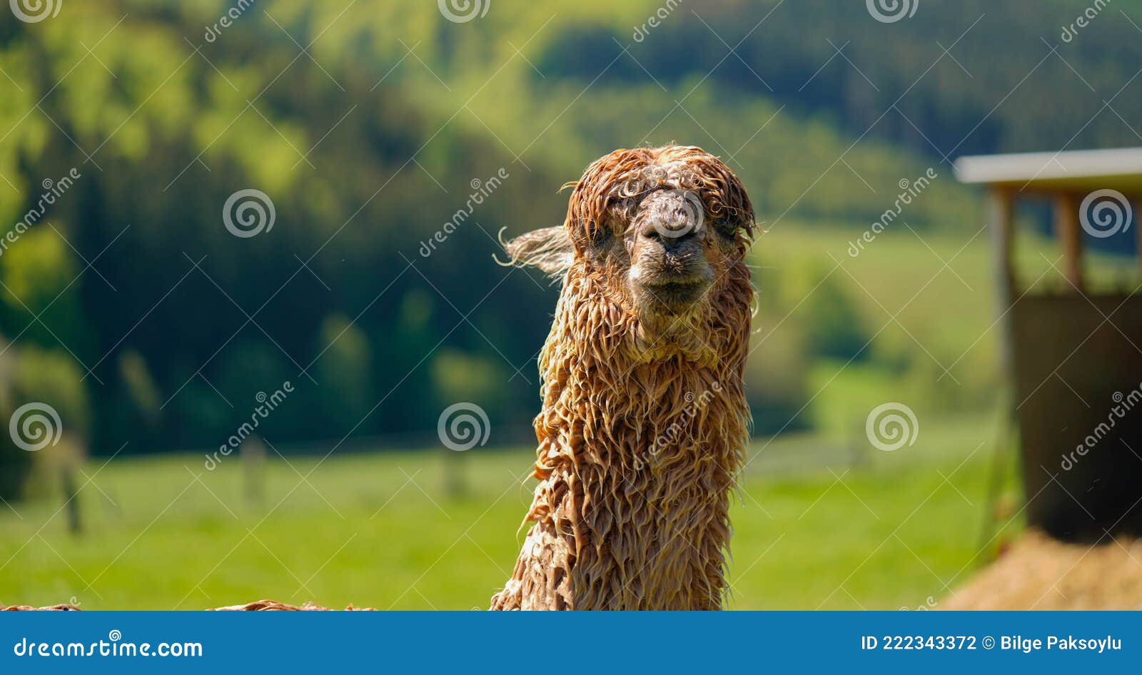 Wet Alpaca, Alpaka, Lama Portrait Stock Photo - Image of livestock ...