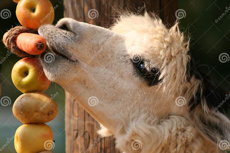 Alpaca stock image. Image of america, south, feeding, cute - 225587