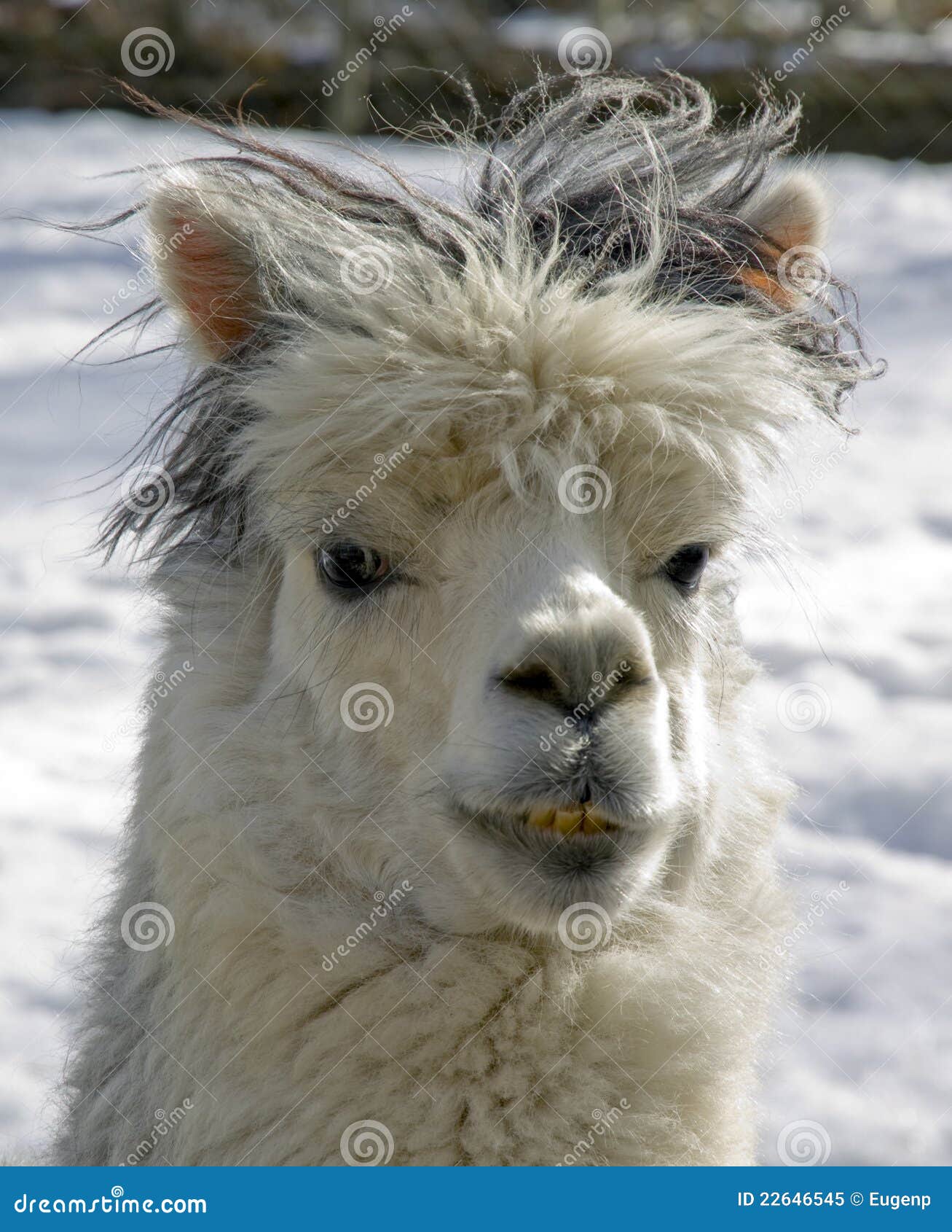 Alpaca stock image. Image of snow, wool, wildlife, woolen - 22646545