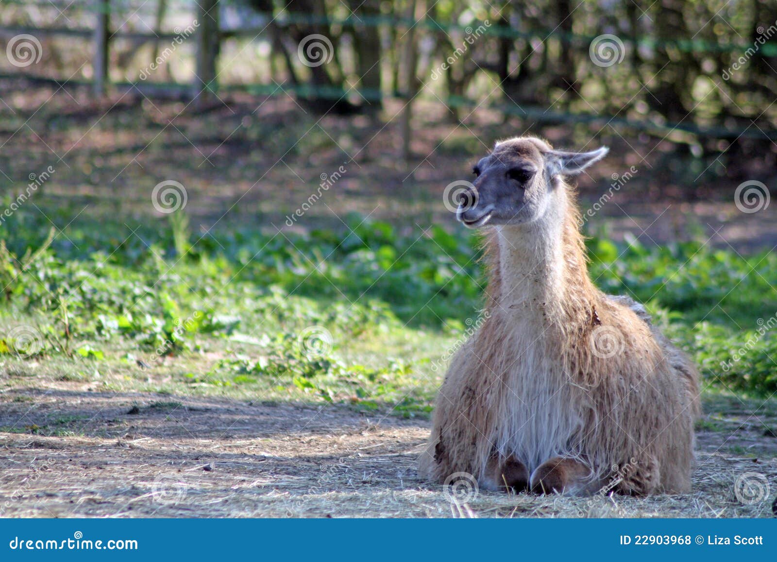 Alpaca stock photo. Image of livestock, hunter, legs - 22903968