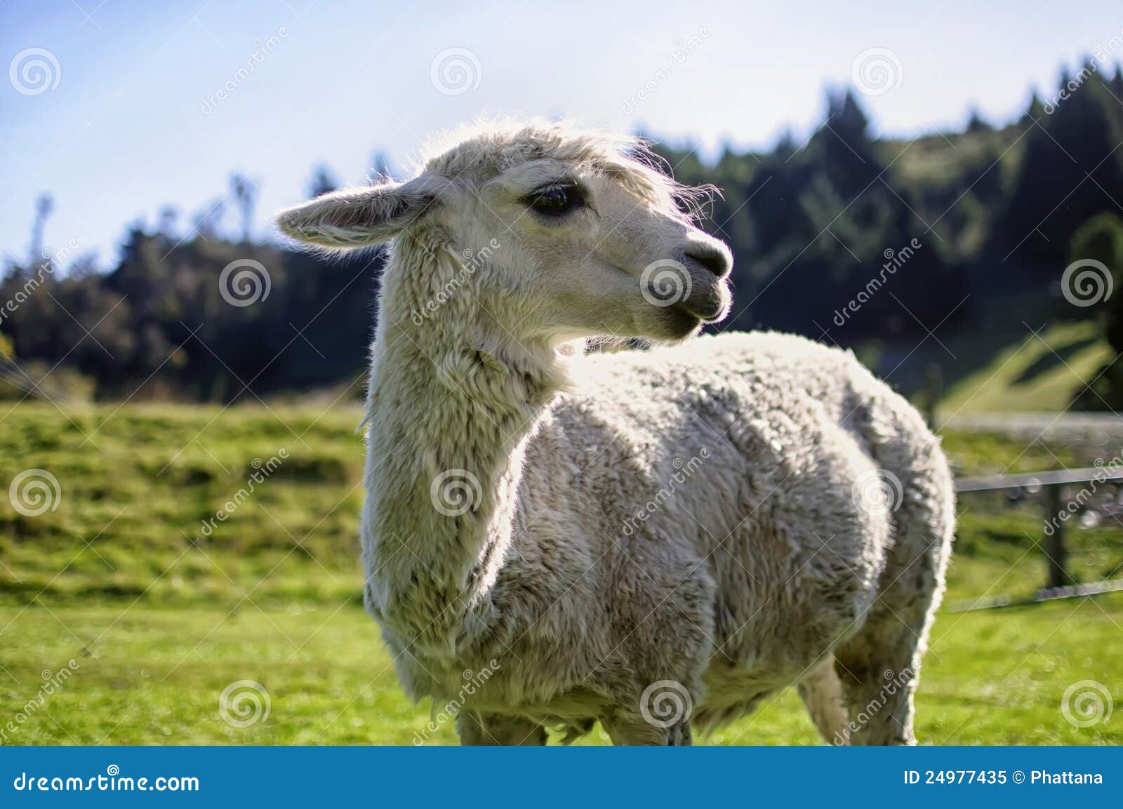Alpaca stock image. Image of kiwi, mammal, easter, paddock - 24977435