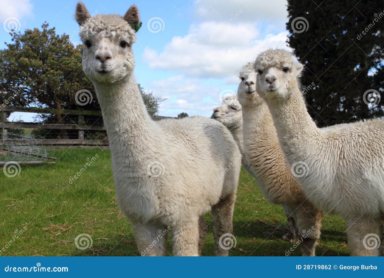 Alpaca stock photo. Image of pasture, blue, domestic - 28719862