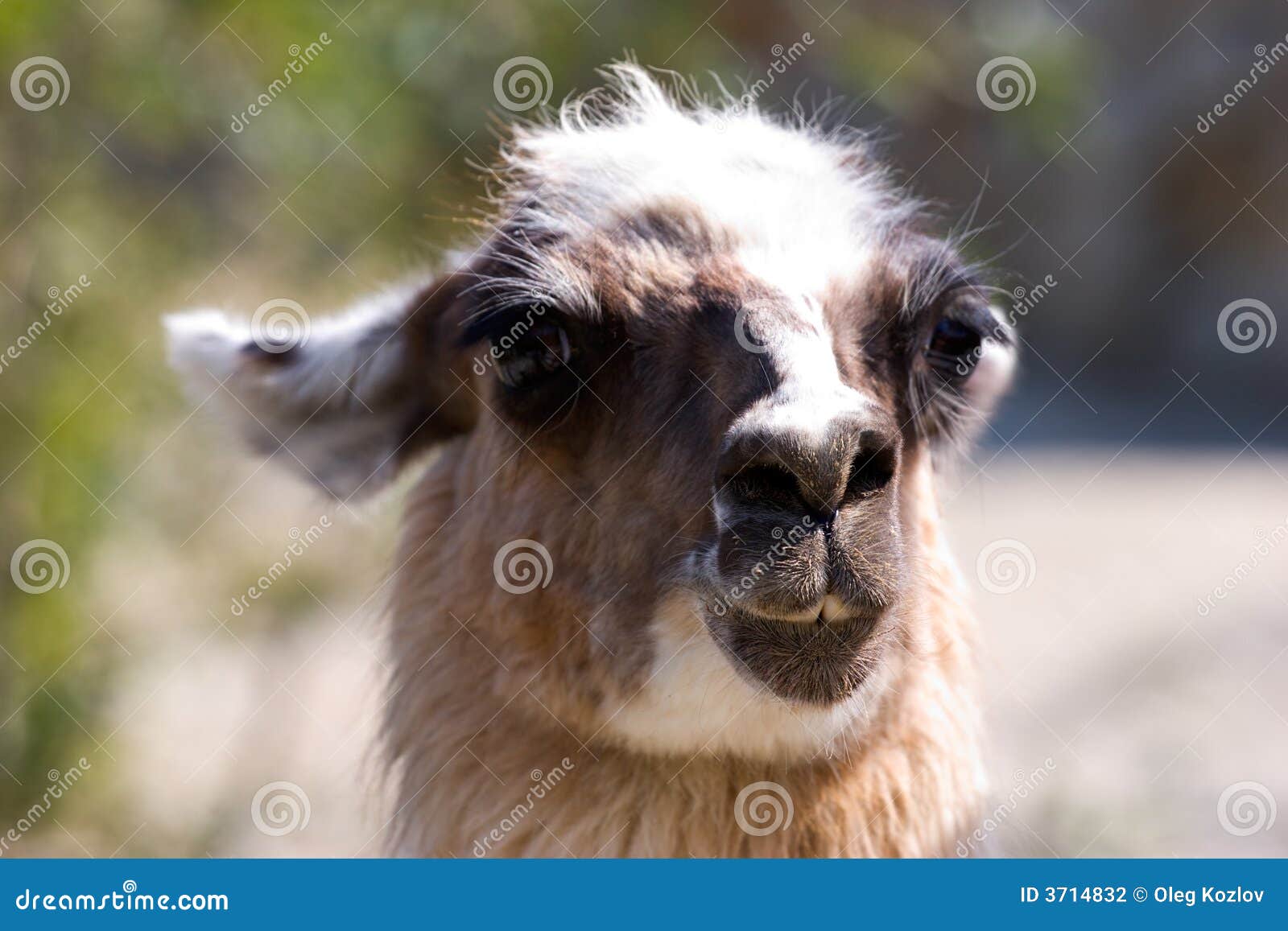 Llama stock photo. Image of close, lama, rural, nature - 3714832