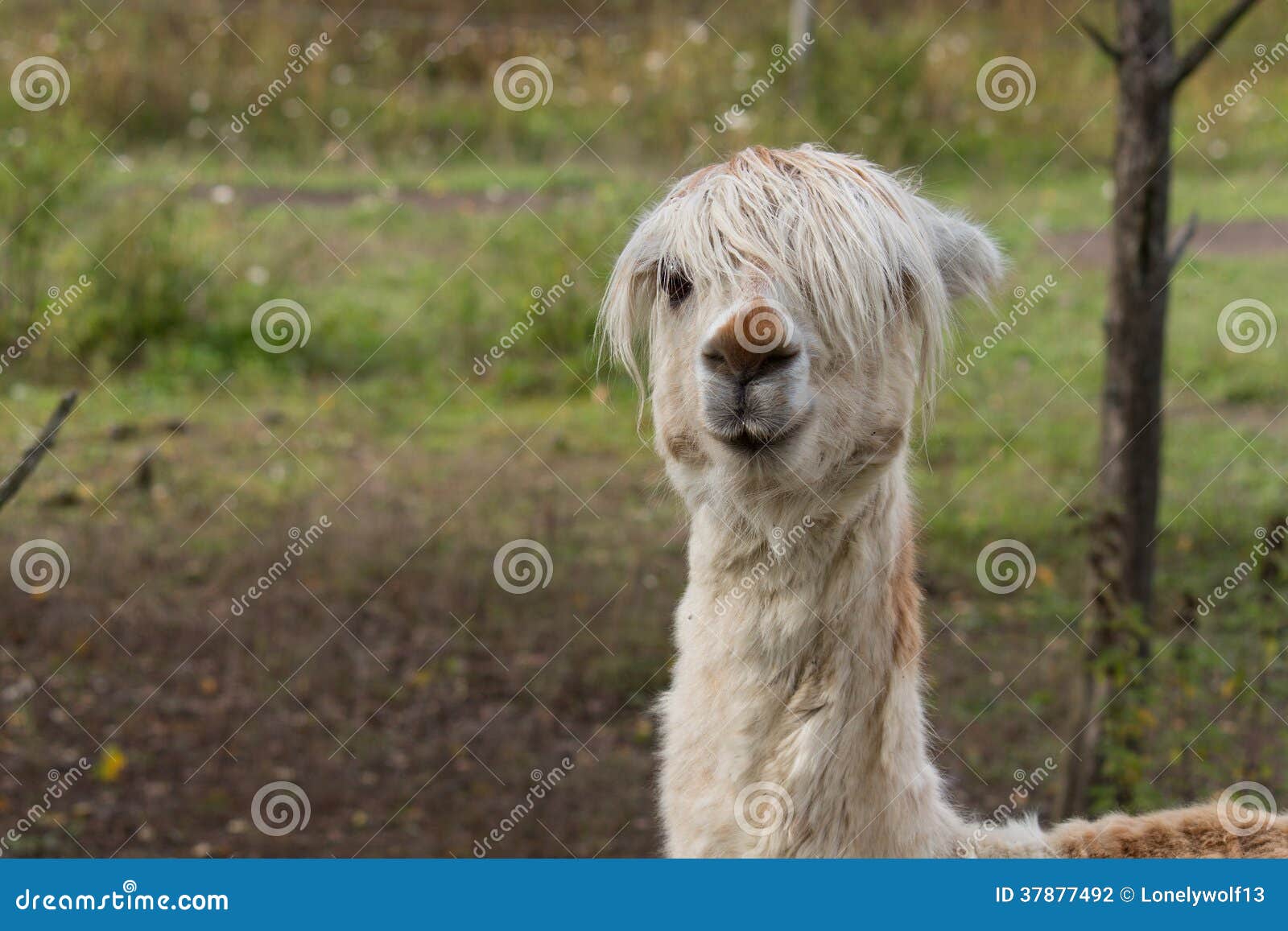 Alpaca stock photo. Image of alpaca, ranch, head, bangs - 37877492
