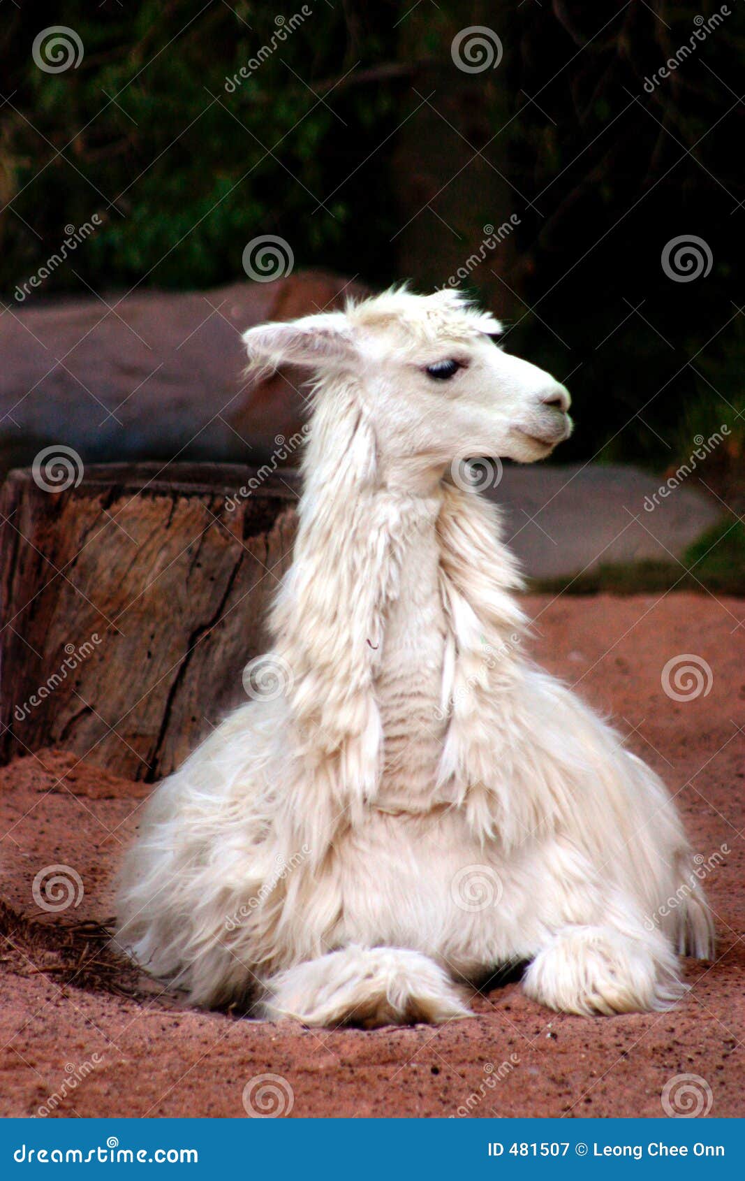 Alpaca stock image. Image of alpaca, nevada, south, wild - 481507