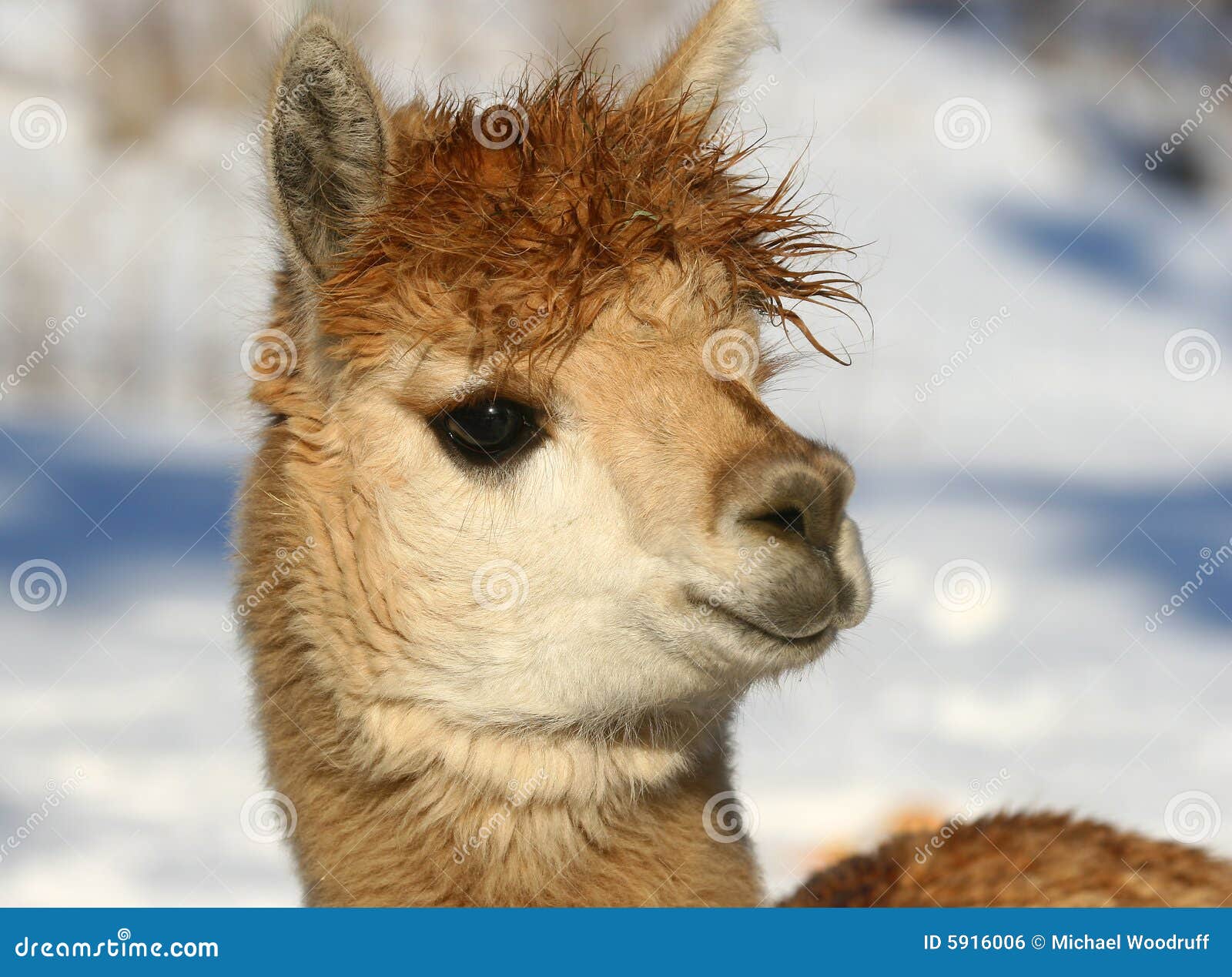 Alpaca stock photo. Image of farmyard, clothing, andes - 5916006