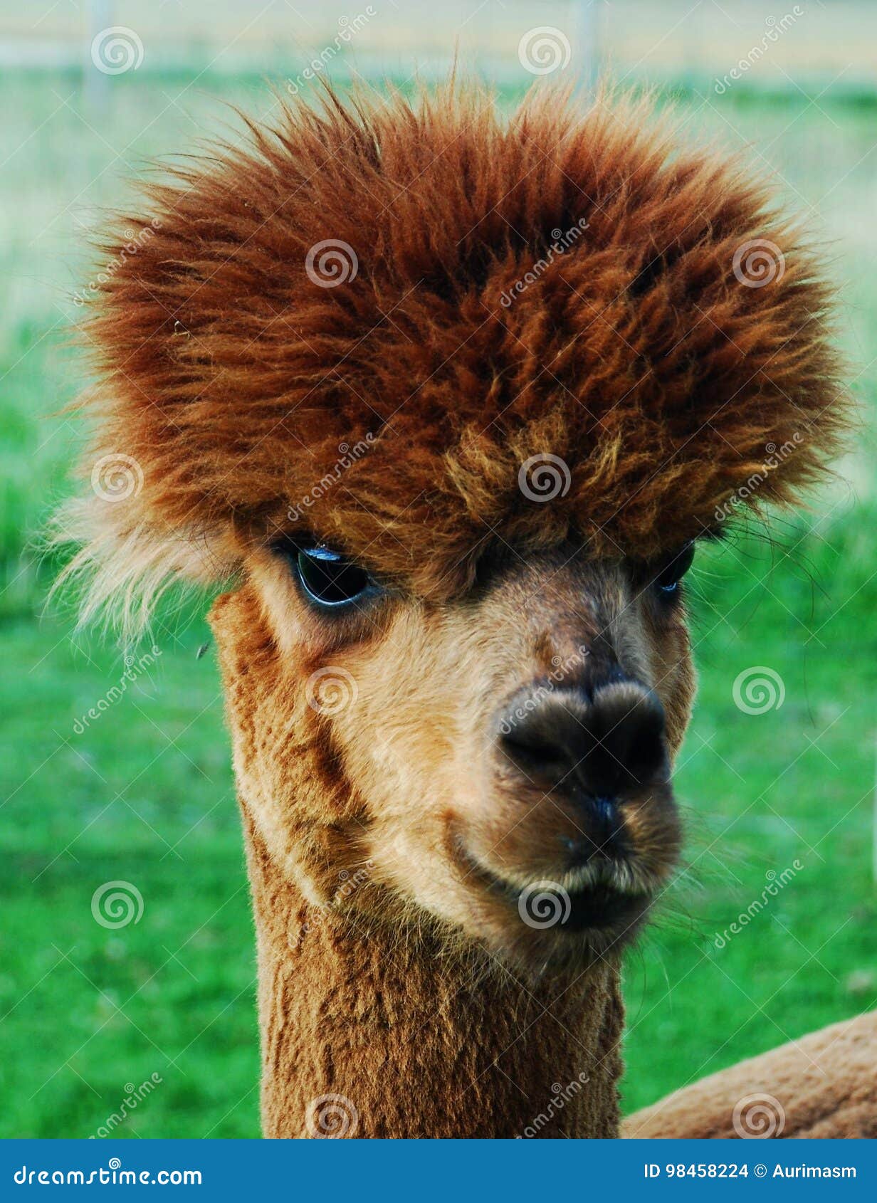 Alpaca stock foto. Image of amerika, haar, alpaca, gezicht - 98458224