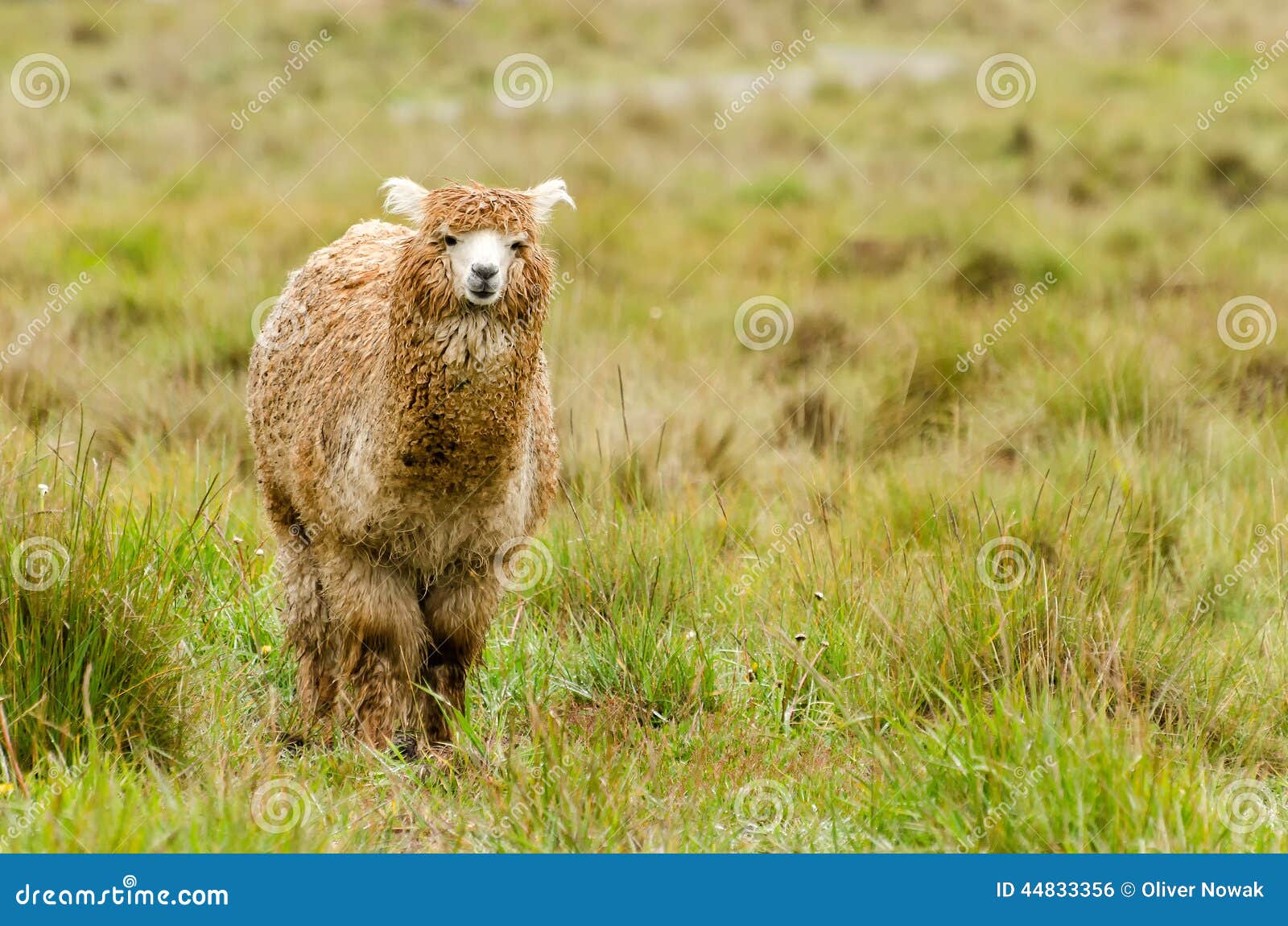 Alpaca stock photo. Image of snoopy, mountains, range - 44833356