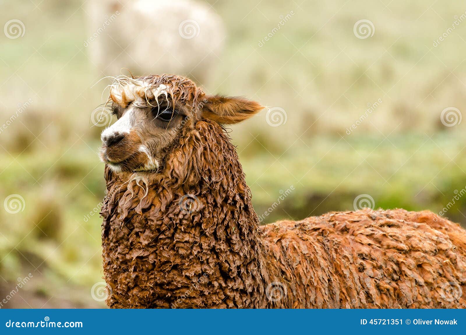 Alpaca stock image. Image of skin, range, alpaca, curious - 45721351