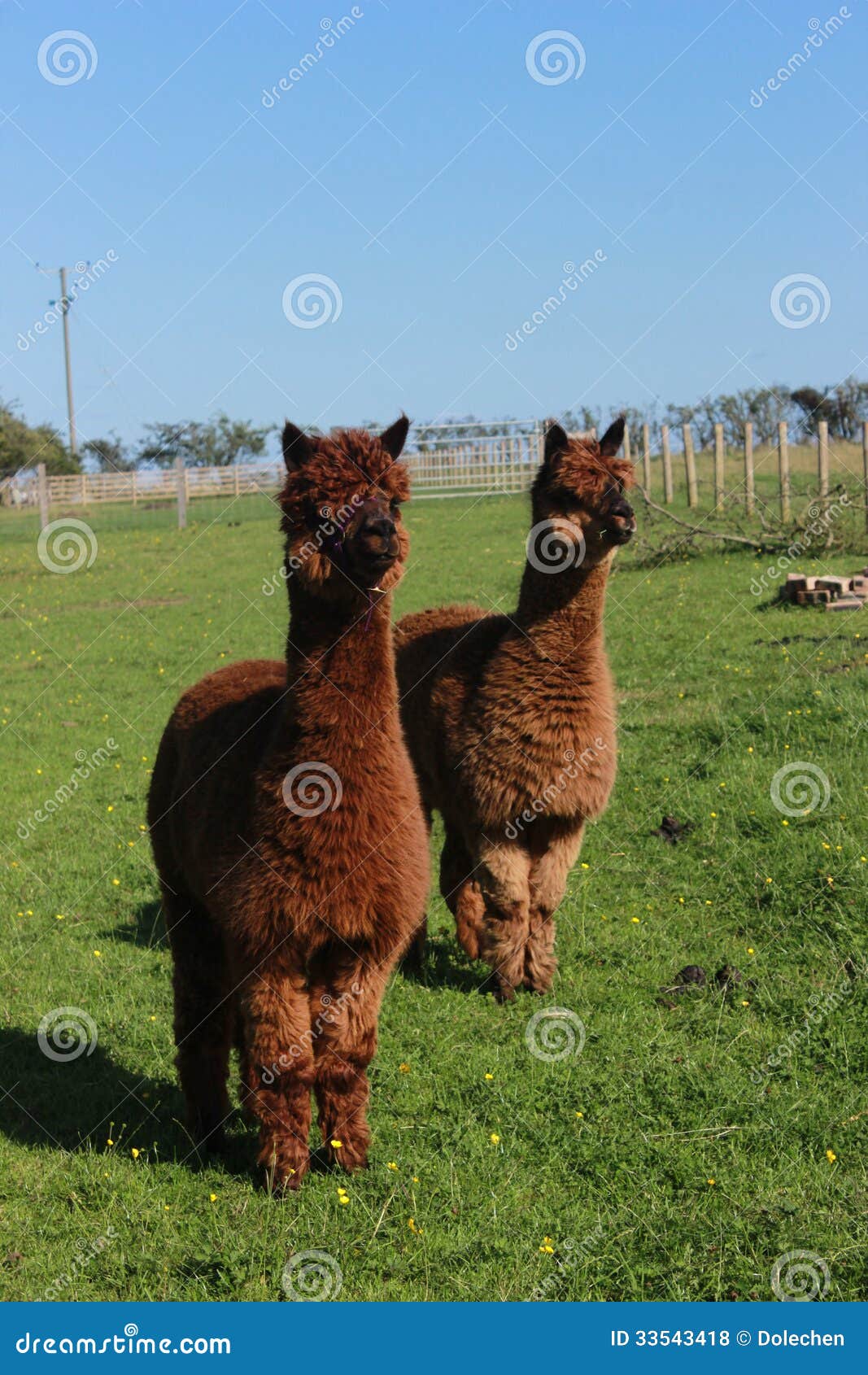 Alpaca alpacas stock photo. Image of grass, natural, cute - 33543418