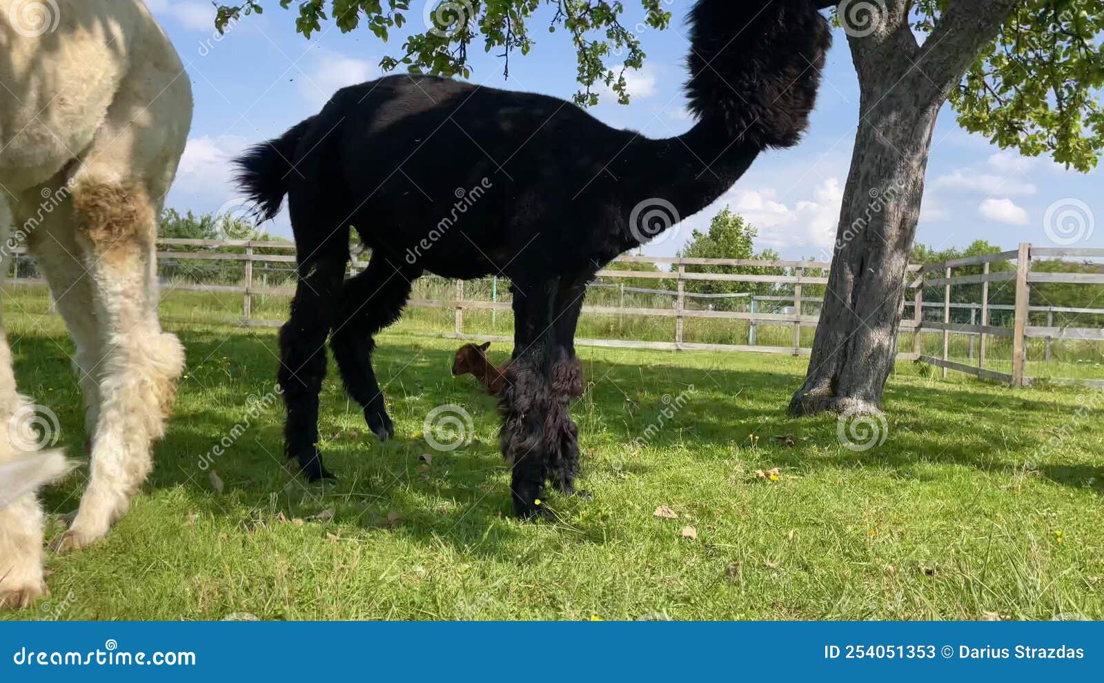 Alpaca animals stock video. Video of grass, animal, mammal - 254051353