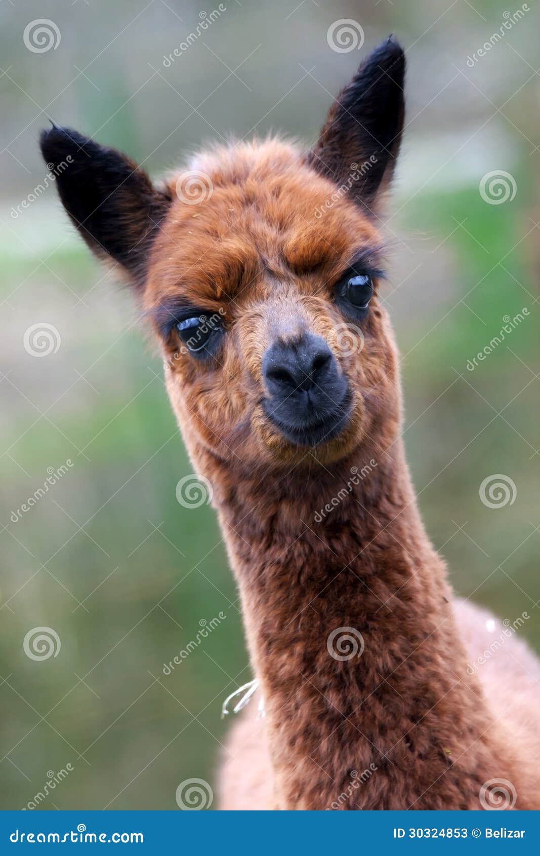 Alpaca baby stock image. Image of baby, vicugna, lama - 30324853
