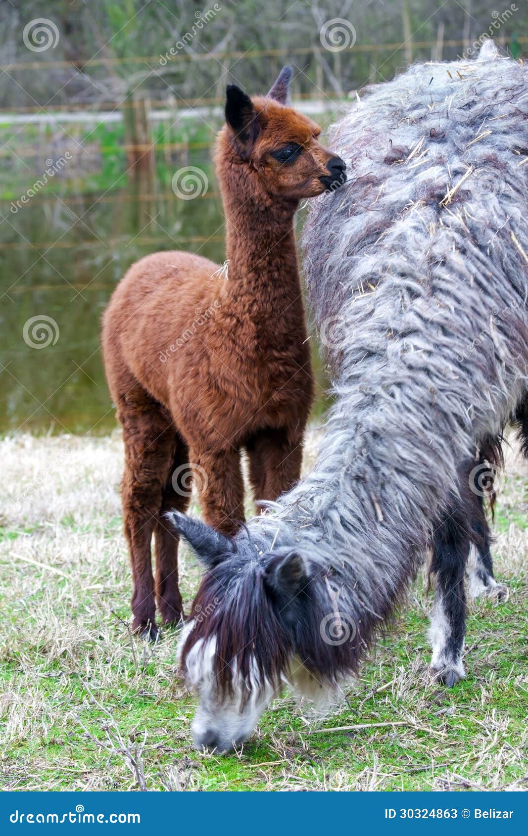 Alpaca baby stock image. Image of american, baby, calf - 30324863