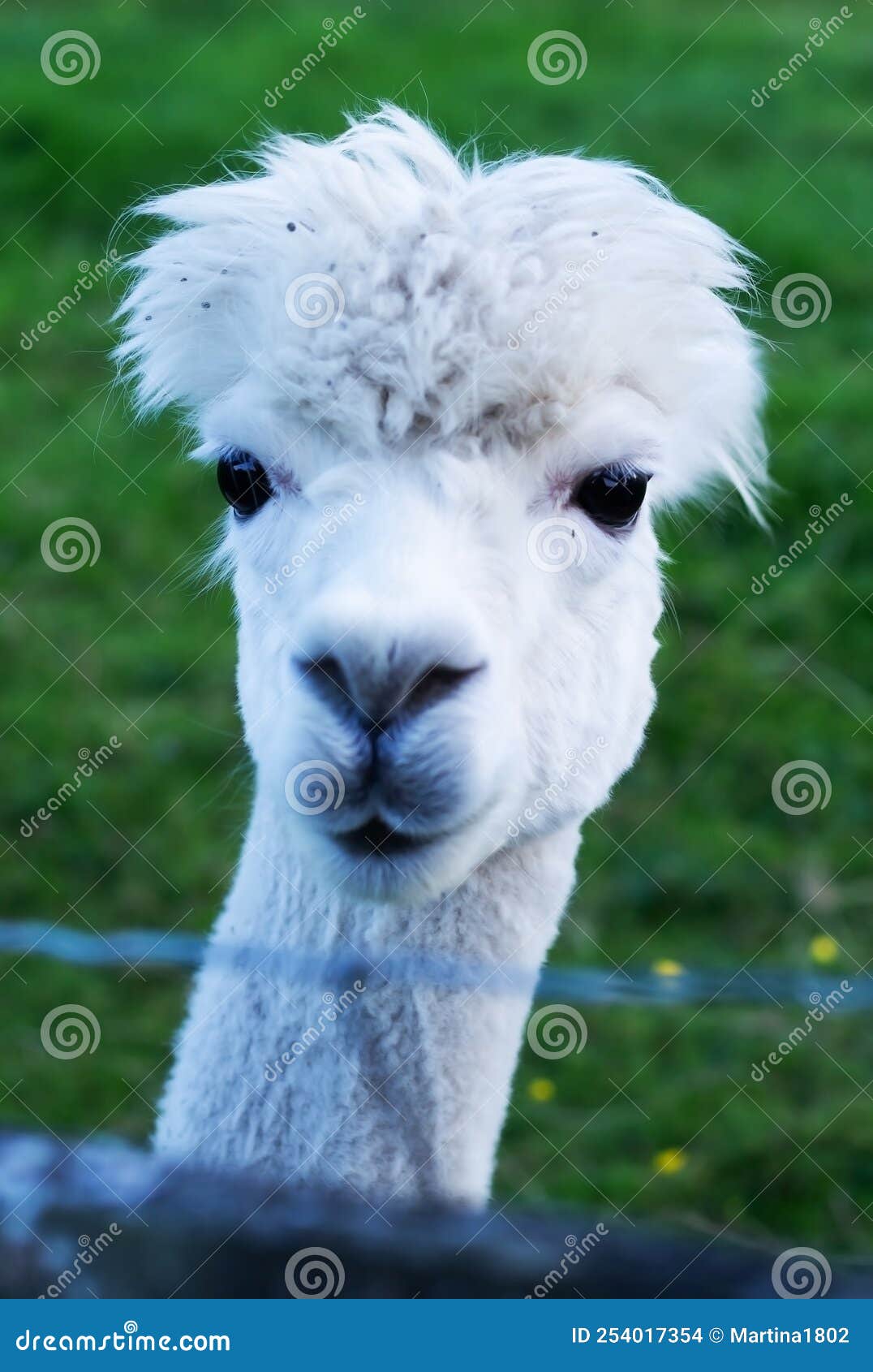 Alpaca on the Background of Hill Stock Photo - Image of machu ...