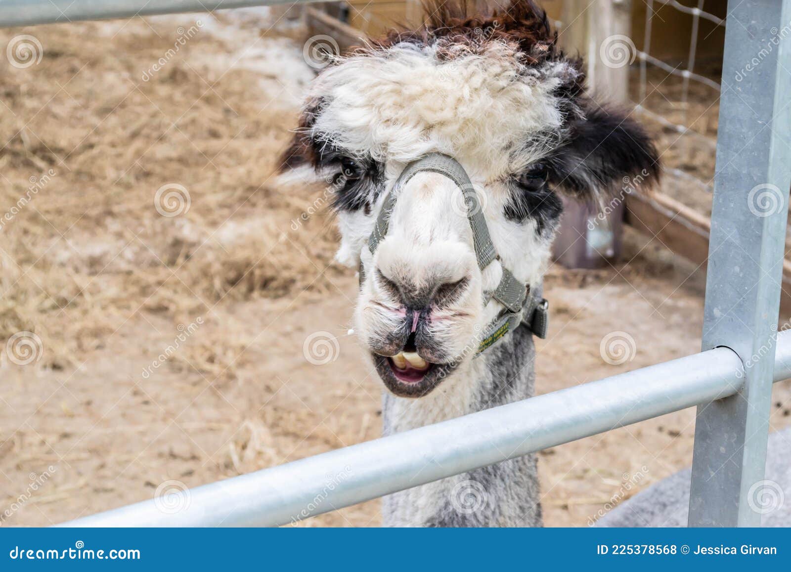 Alpaca Behind a Gate in a Stable in the Countryside in Devon, England ...
