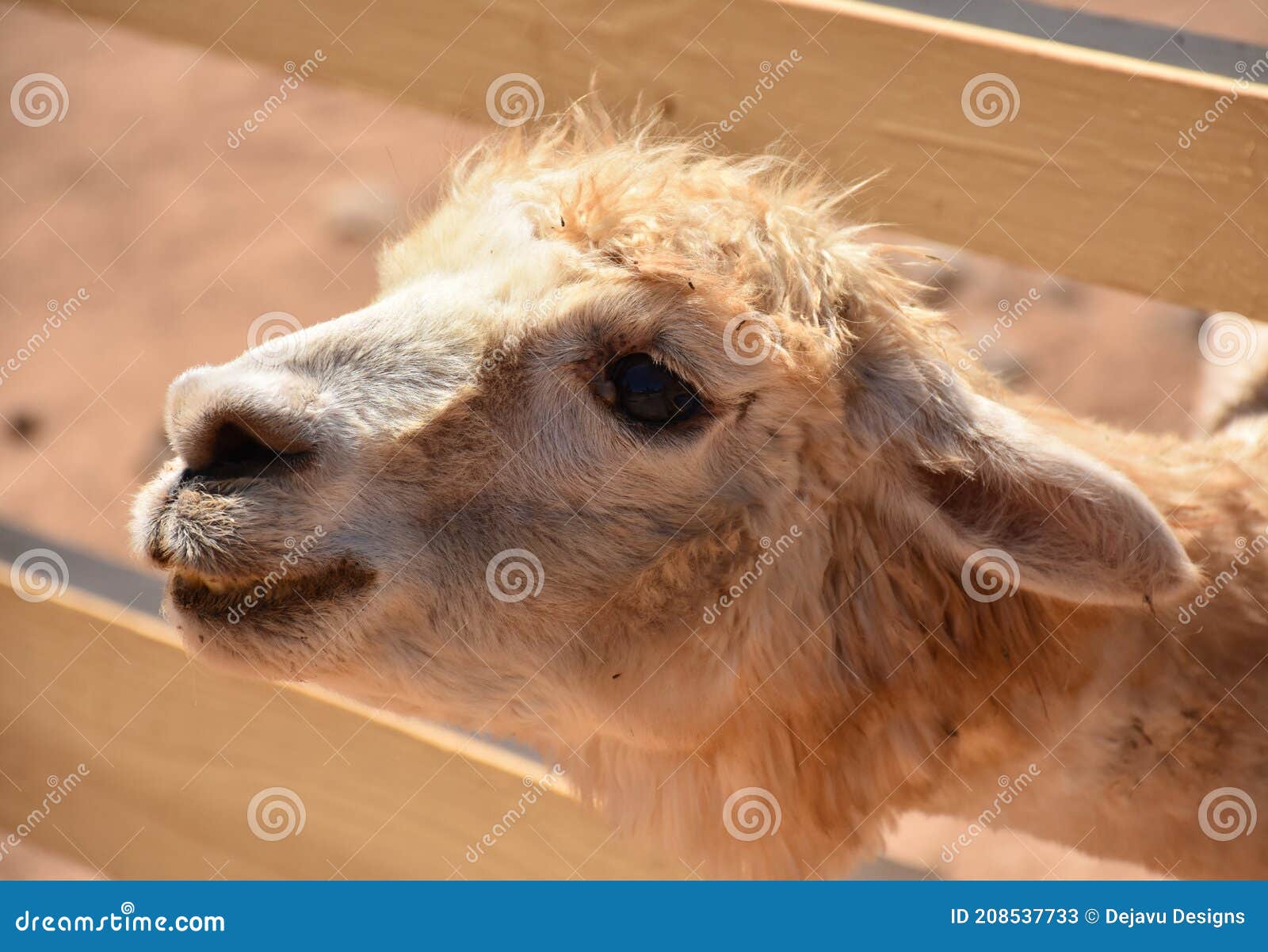 Alpaca with Bits of Hay Stuck in His Fur Stock Image - Image of ...