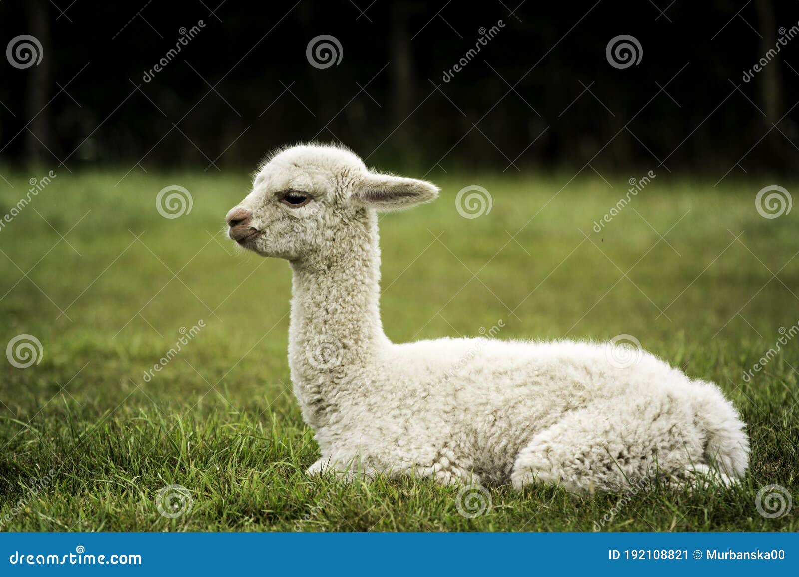 Alpaca Blanca Sentada En La Hierba Imagen de archivo - Imagen de ...