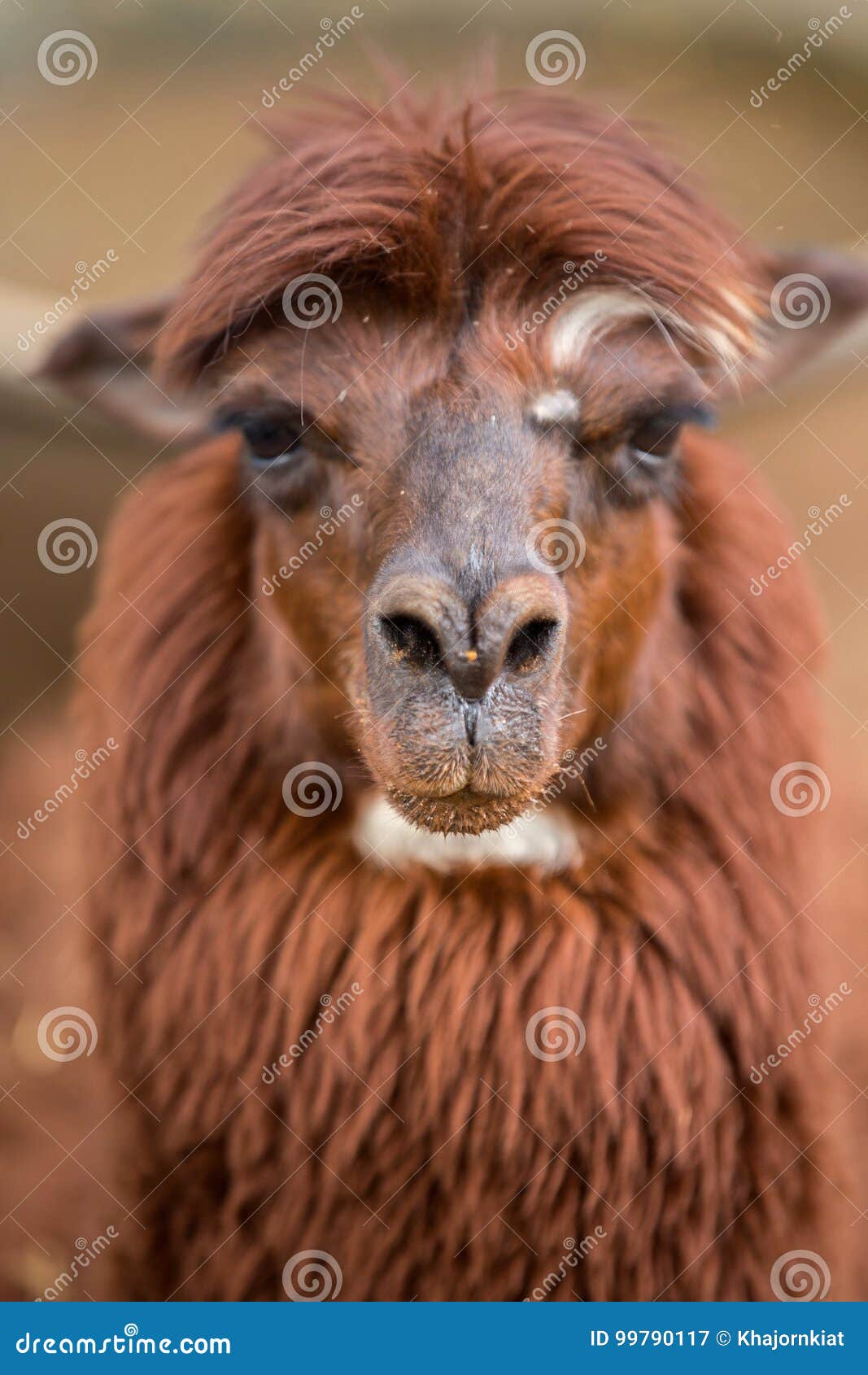 Alpaca stock image. Image of meadow, cold, animal, beautiful - 99790117