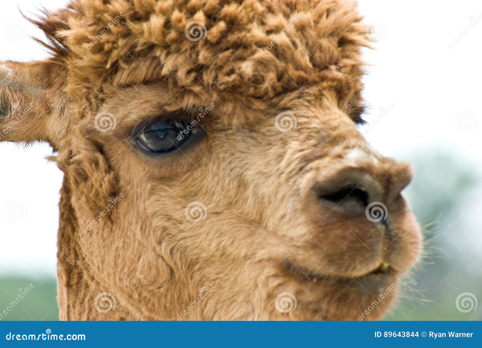 Alpaca stock photo. Image of brown, upclose, wild, ears - 89643844