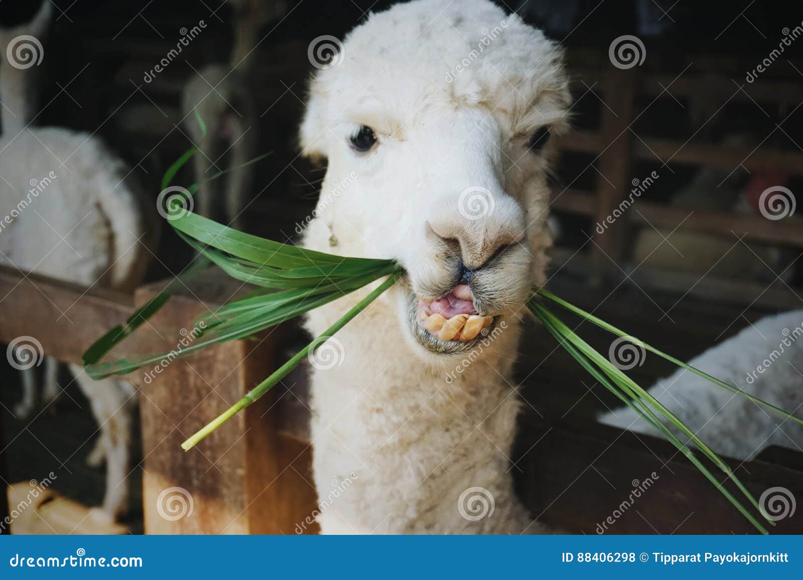 Alpaca chewing stock photo. Image of head, grass, coat - 88406298