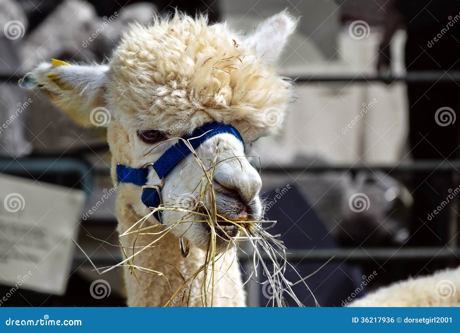 Alpaca Chewing on Straw stock photo. Image of ungulate - 36217936