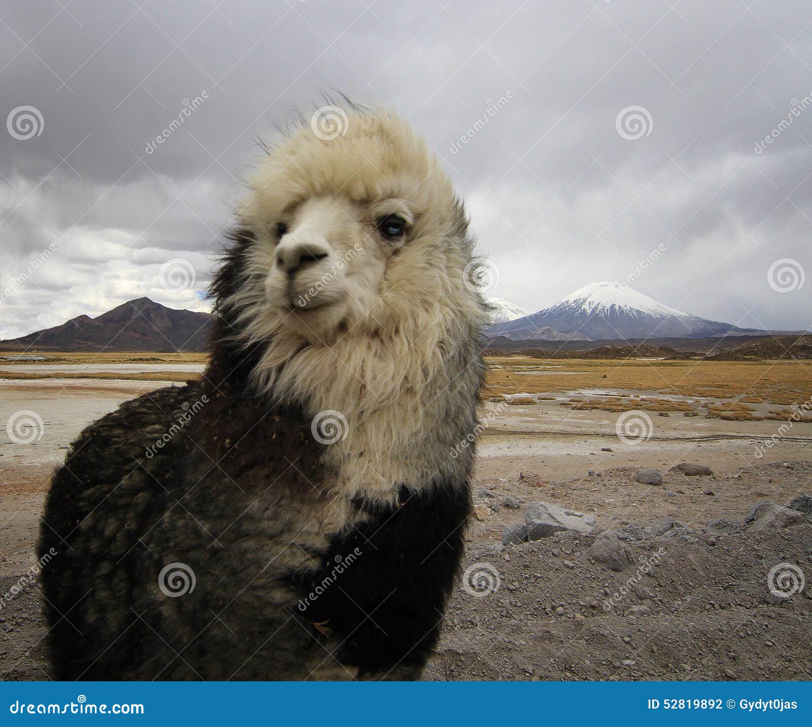 Alpaca at the Chile Altiplano Stock Photo - Image of cute, agriculture ...