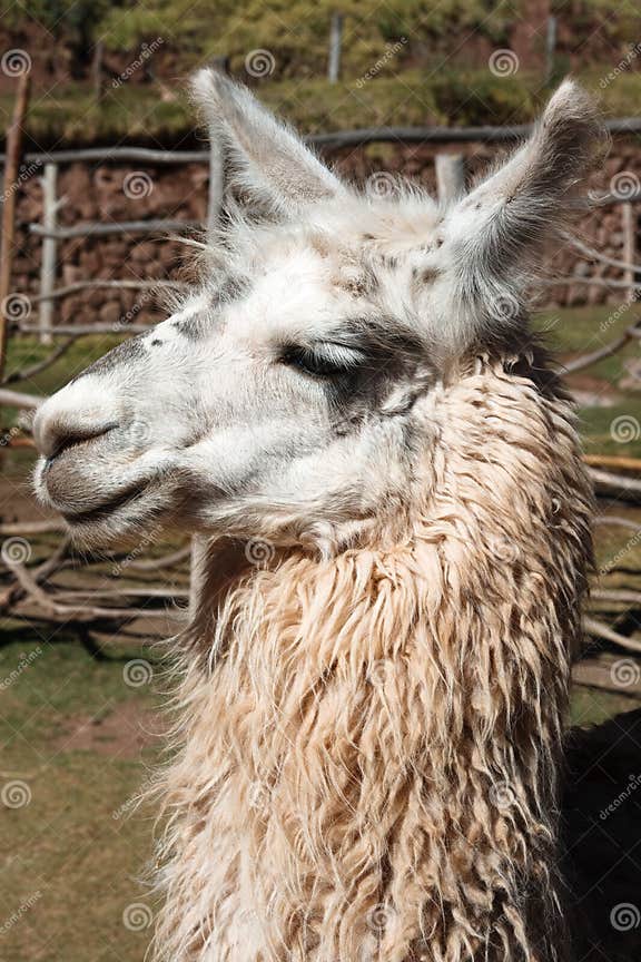 Alpaca close up stock image. Image of wool, hair, america - 13522381