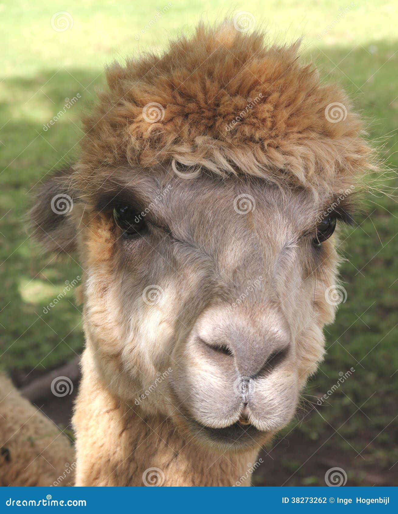 A Curious Alpaca in Close Up Stock Photo - Image of abstract, detail ...