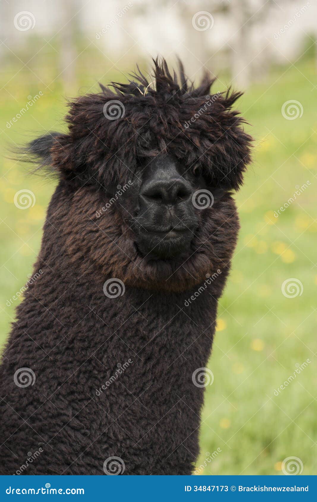 Alpaca stock image. Image of head, isolated, animal, wool - 34847173