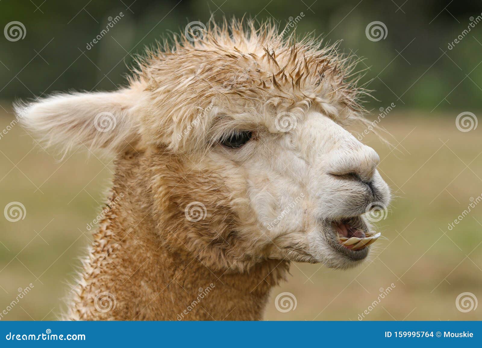 An Alpaca Close Up stock photo. Image of mammal, cute - 159995764