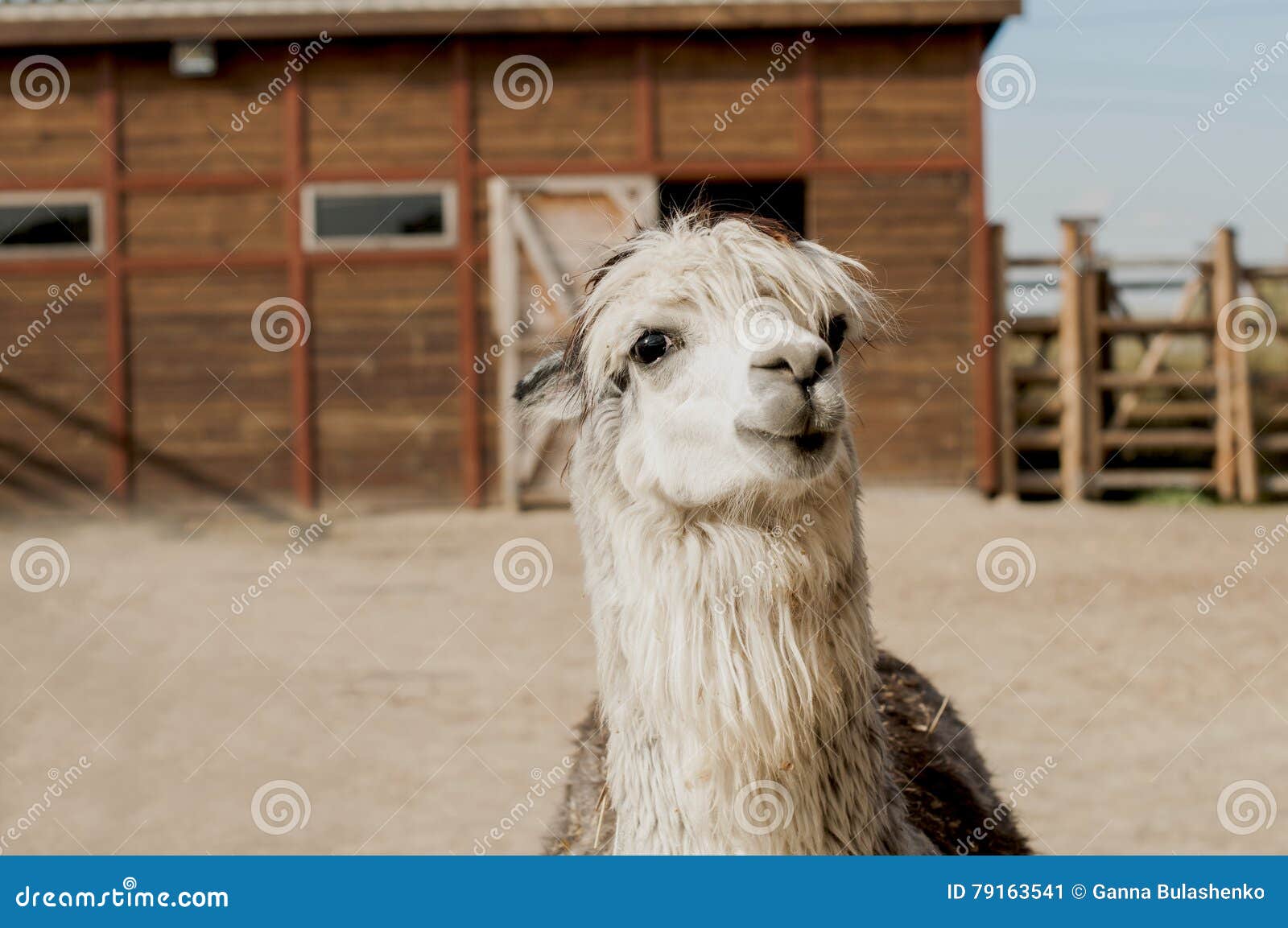 Alpaca close-up portrait stock image. Image of cute, curly - 79163541