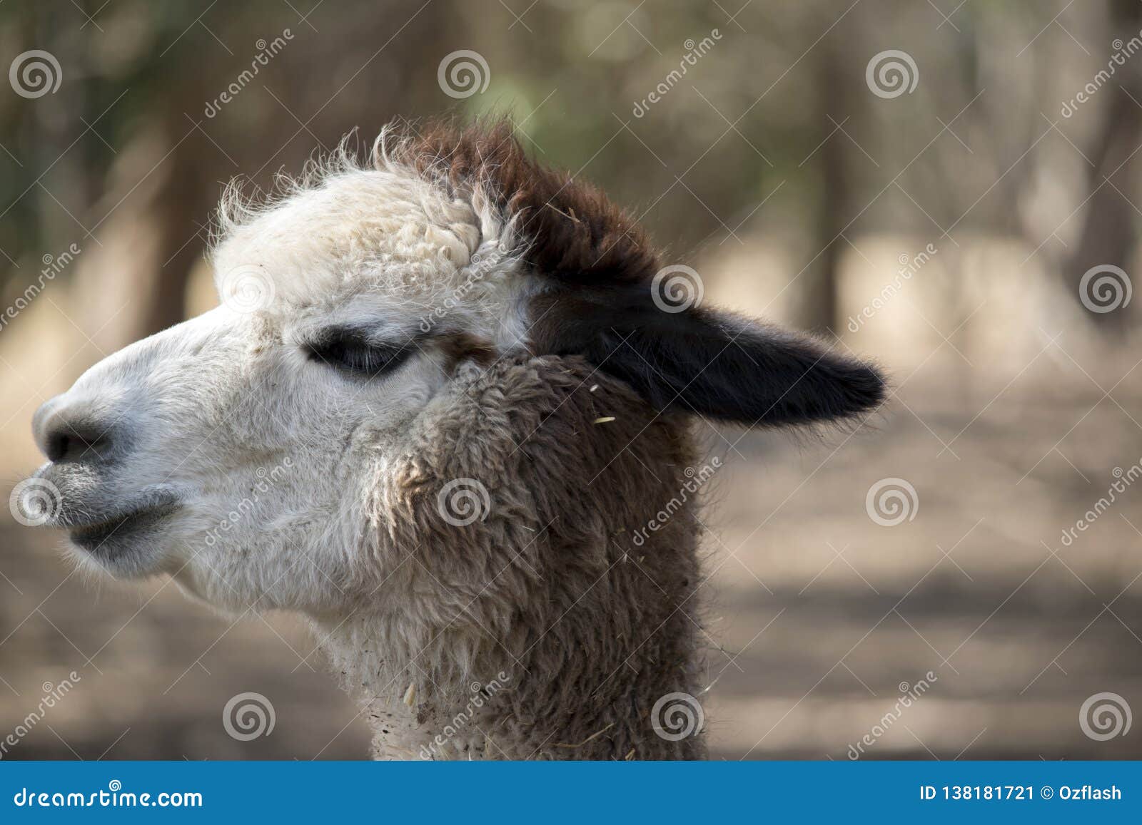 A side view of an alpaca stock image. Image of white - 138181721